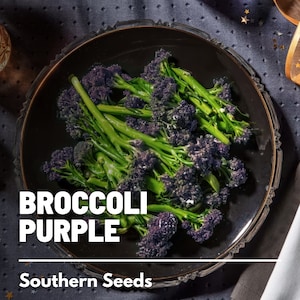 Broccoli, Purple Sprouting 100 Seeds Heirloom Vegetable Open Pollinated ...