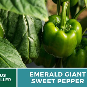 Emerald Giant Pepper Seeds – Heirloom, Large Green Sweet Bell Pepper ...