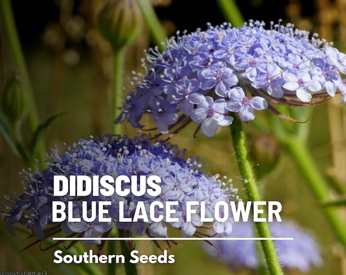 Blue Lace Flower (didiscus Caerulea Lacy Blue) 40 Flower Seeds - Etsy