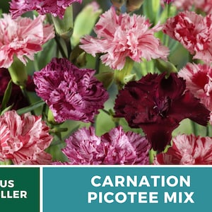 Carnation Chabaud Picotee Mix Seeds – Heirloom Flower With Fringed ...