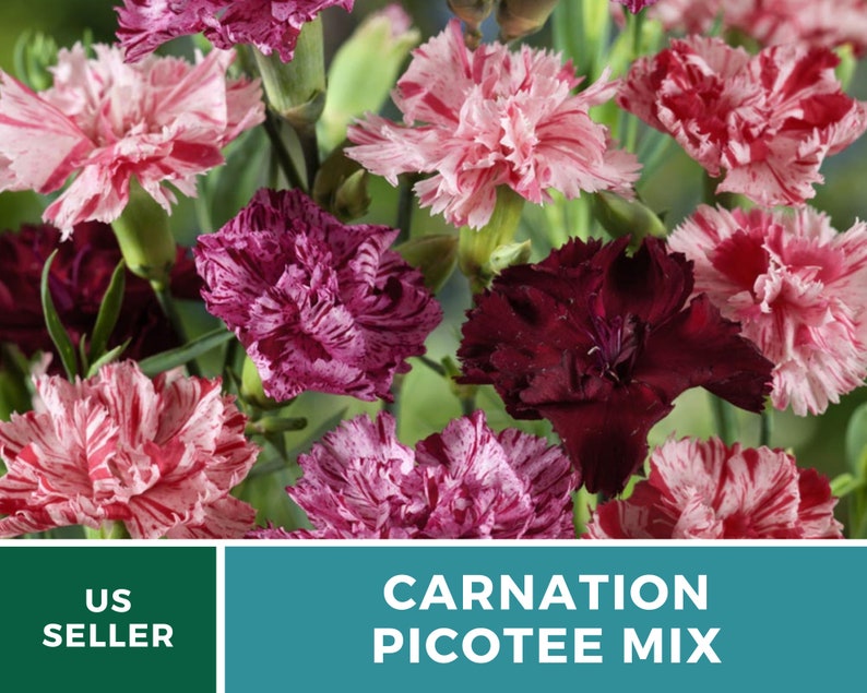 Carnation Chabaud Picotee Mix Seeds – Heirloom Flower With Fringed ...