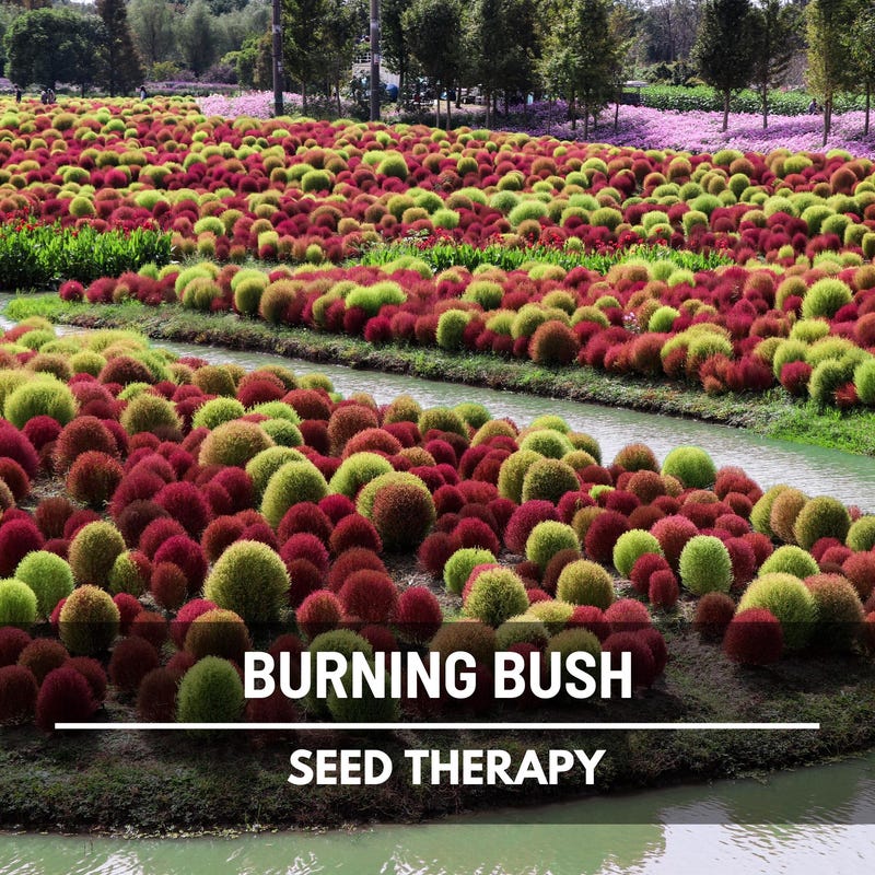 Organic Herbs for Burning - Etsy