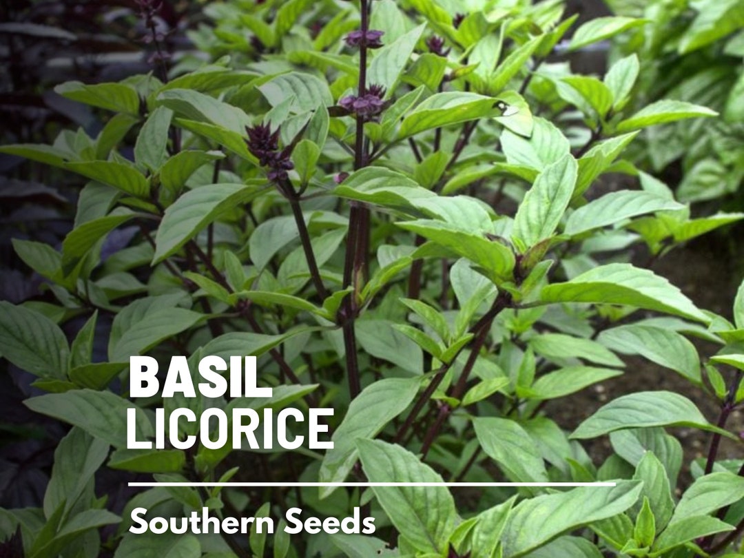 Basil, Licorice 250 Seeds Heirloom Culinary & Medicinal Herb Non-gmo ...