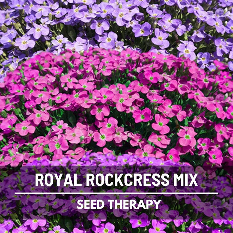 Rock Cress - Etsy