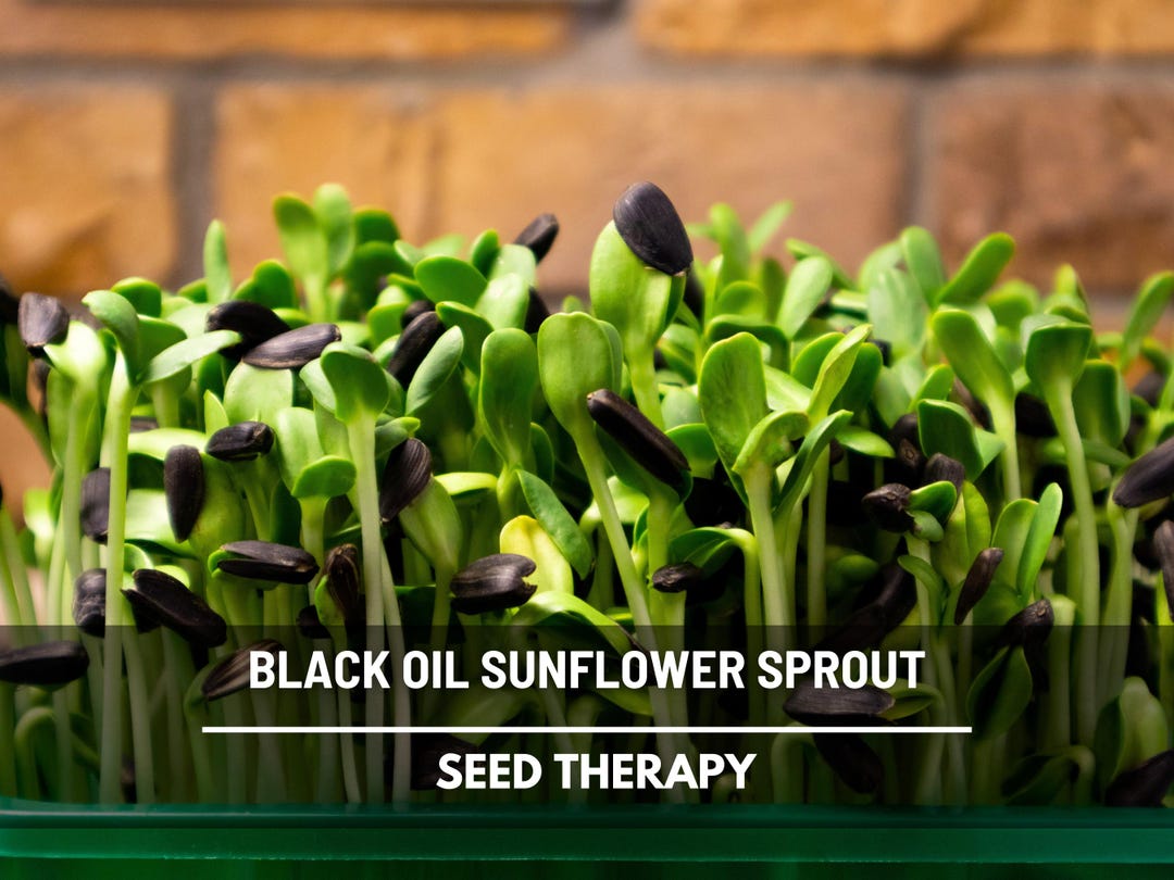 Sprout, Sunflower Black Oil - Heirloom Sprouting Seeds, Organic, Non ...