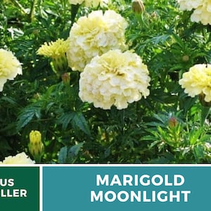 Moonlight Marigold Seeds (african) – Heirloom, Creamy White Blooms ...