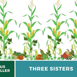 Three Sisters Seed Collection – Native American Farming Trio, Corn ...