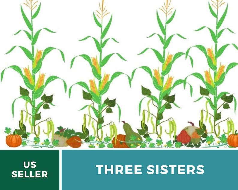 Three Sisters Seed Collection Native American Farming - Etsy