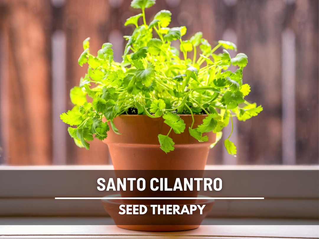 Cilantro Santo Seeds (coriander) – Heirloom Culinary and Medicinal Herb ...