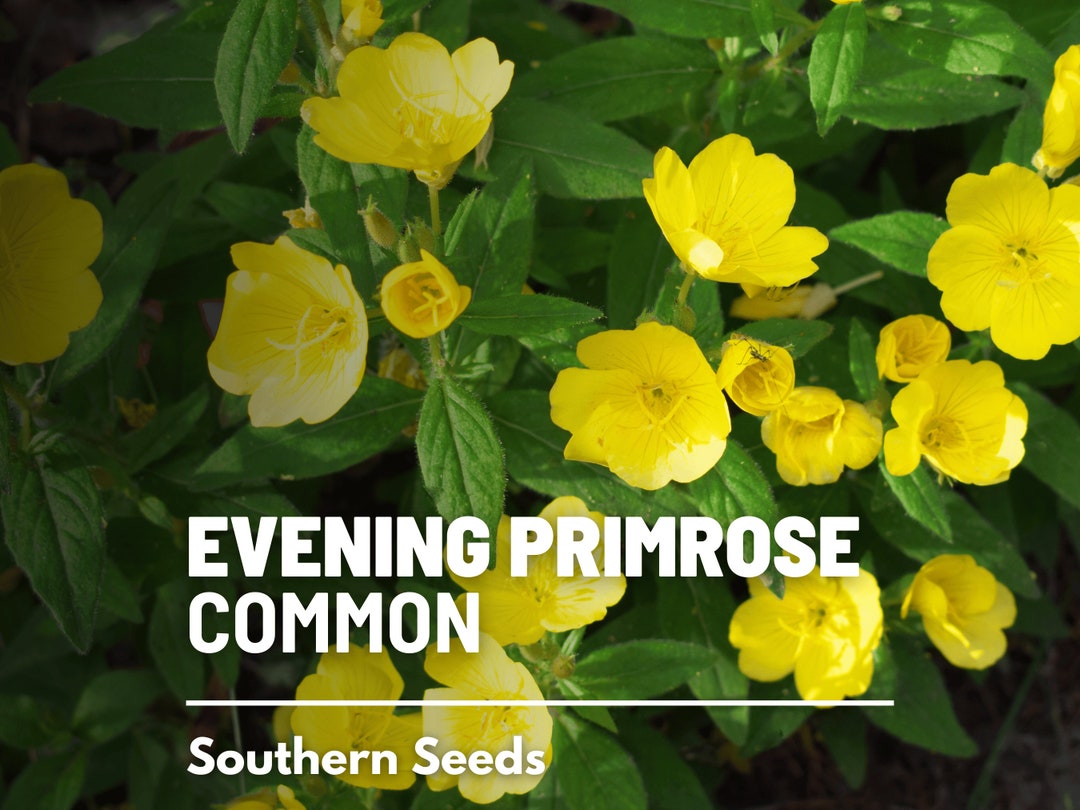 Evening Primrose, Common - 100 Seeds - Heirloom Flower - Medicinal Herb ...
