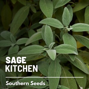 Sage, Kitchen - 50 Seeds - Heirloom Herb, Medicinal & Culinary ...