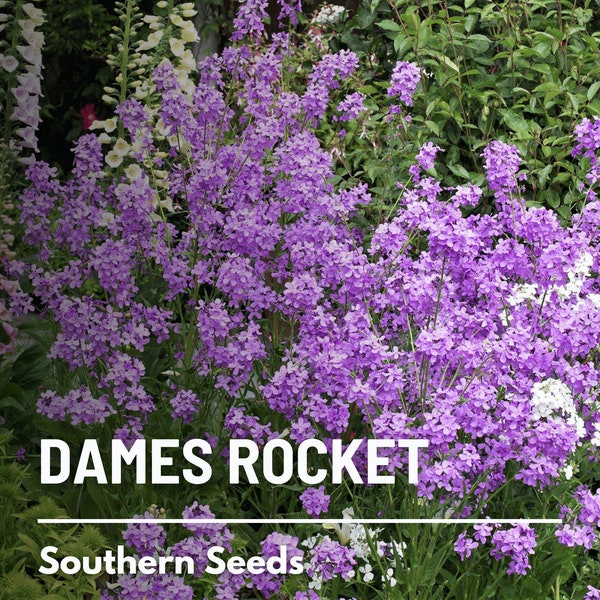 Dames Rocket - Etsy