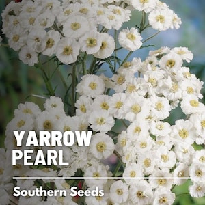Yarrow, the Pearl - 100 Seeds - Heirloom Flower - Medicinal Herb ...