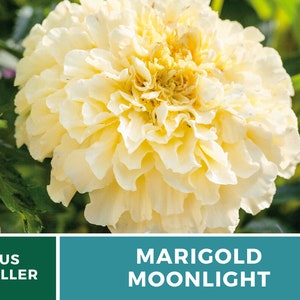 Moonlight Marigold Seeds (african) – Heirloom, Creamy White Blooms ...