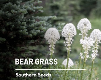 50 Bear Grass Seeds, Organic Xerophyllum Tenax XP0150 - Etsy