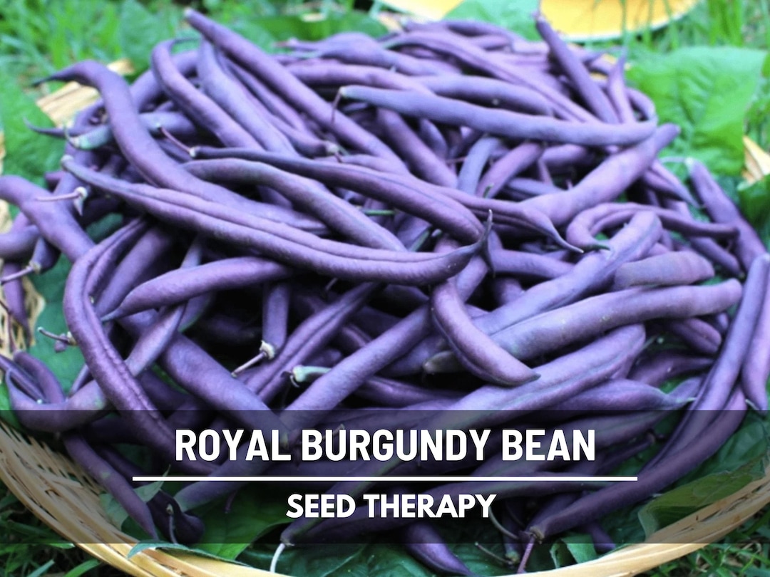 Royal Burgundy Bean Seeds – Heirloom, Non-gmo Bush Bean, Stringless and ...