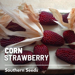 Corn, Strawberry 30 Seeds Heirloom Vegetable, Popcorn, Open Pollinated ...