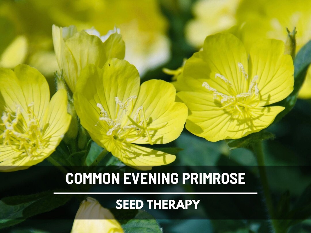 Common Evening Primrose Seeds – Heirloom Flower, Medicinal Herb, Easy ...