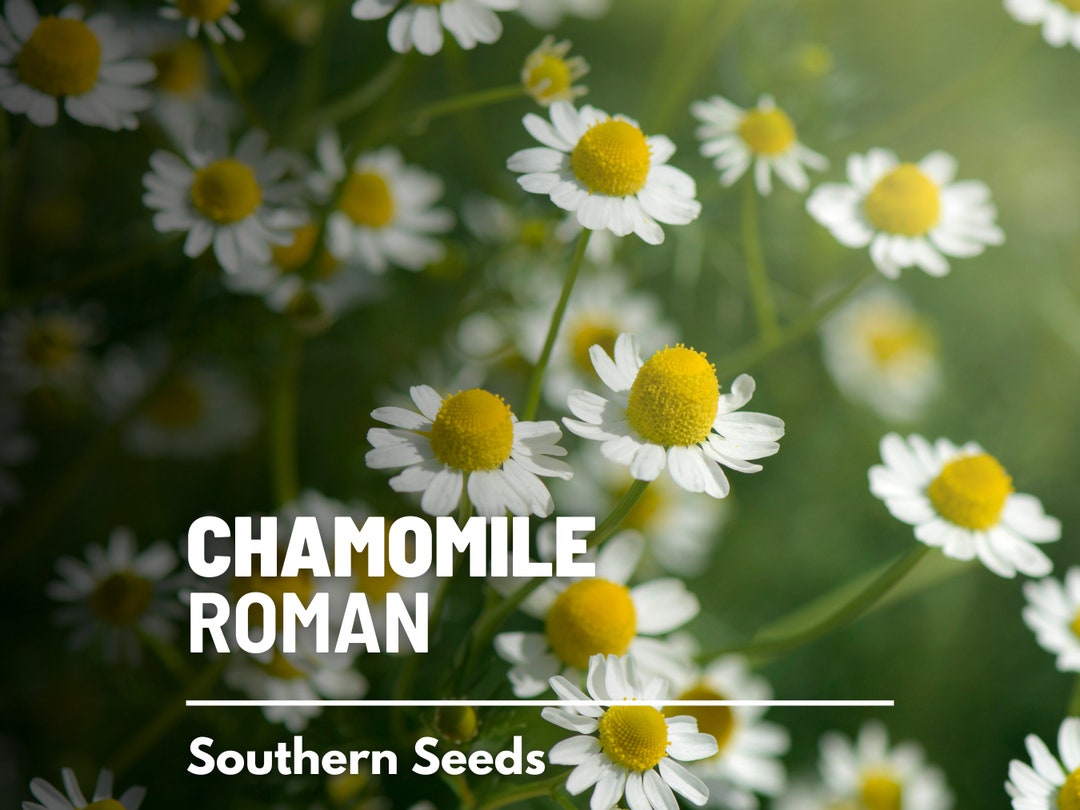 Chamomile, Roman - 300 Seeds - Heirloom Culinary & Medicinal Herb - Non ...