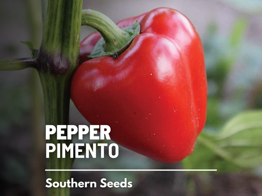 Pepper, Pimento Sweet - 25 Seeds - Heirloom Vegetable - Open Pollinated ...