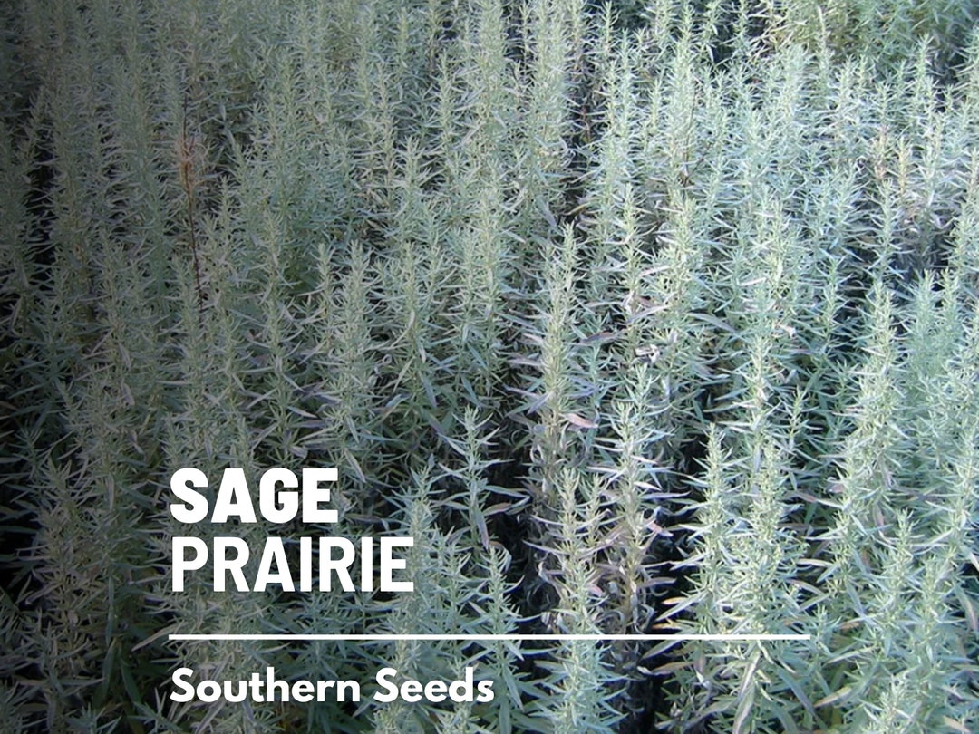 Sage, Prairie (louisiana Sage) - 100 Seeds - Heirloom Herb, Medicinal ...