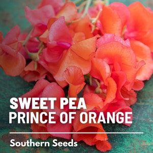 Sweet Pea, Prince of Orange 25 Seeds Heirloom Flower, Sweet Fragrance ...