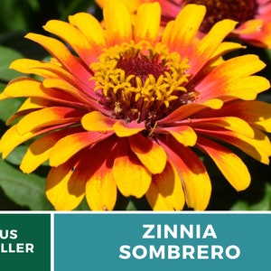 Zinnia, Sombrero - 50 Seeds - Heirloom Flower, Vibrant Blooms, Drought ...