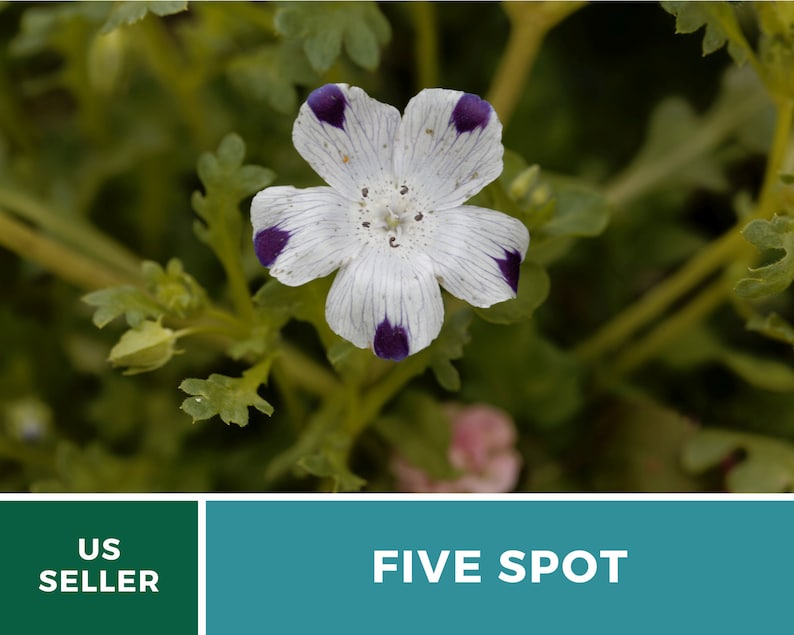 Five Spot Seeds – Heirloom, Unique & Colorful Flower, Easy to Grow ...