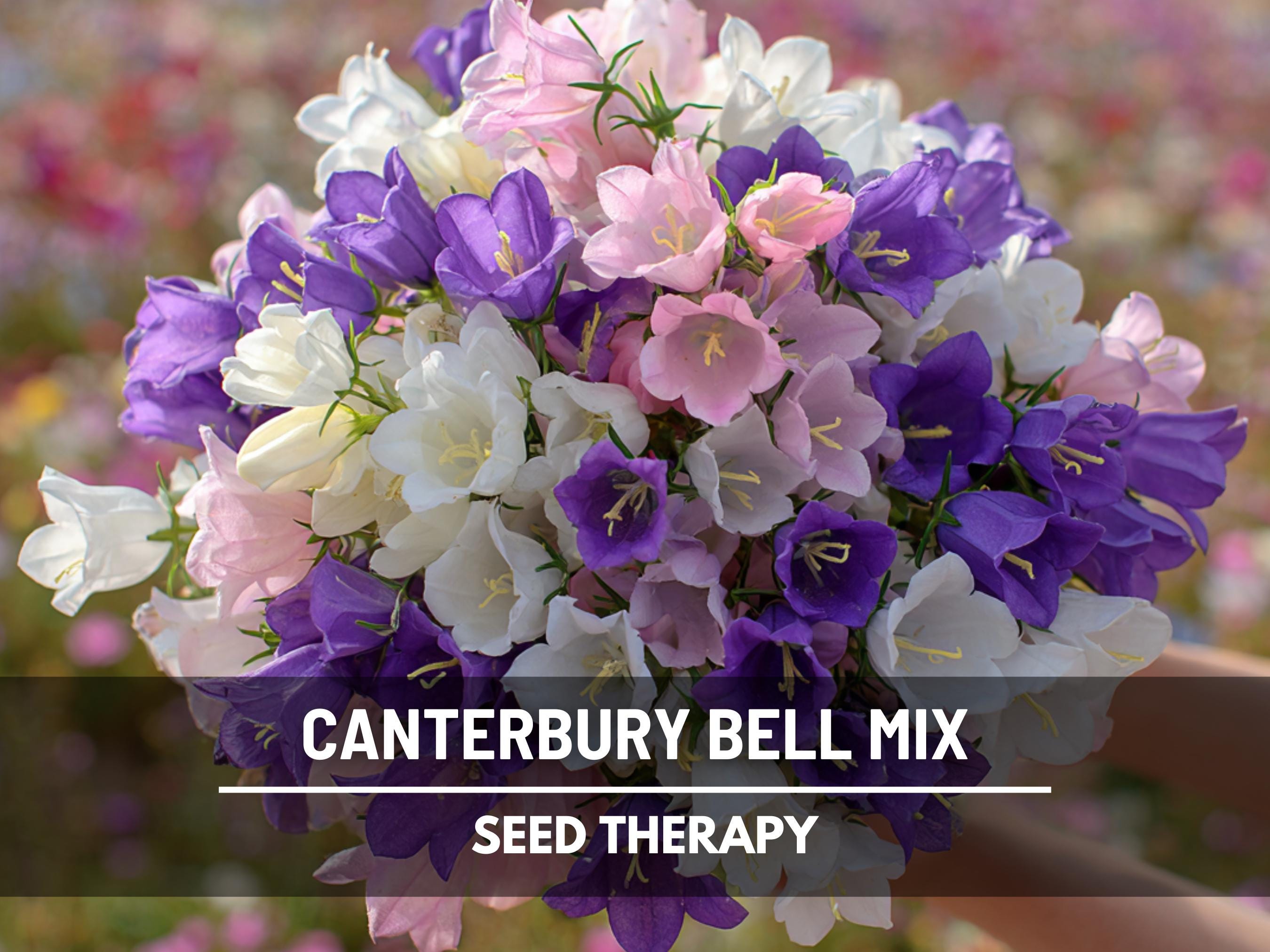 Canterbury Bells Mix Seeds – Heirloom Flower With Tall Spikes of Bell ...