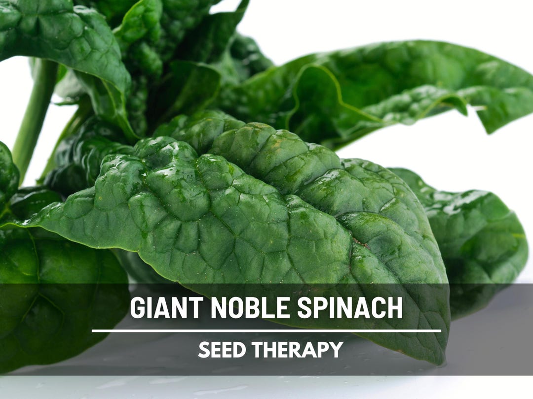 Giant Noble Spinach Seeds – Heirloom Vegetable, AAS Winner, Open ...