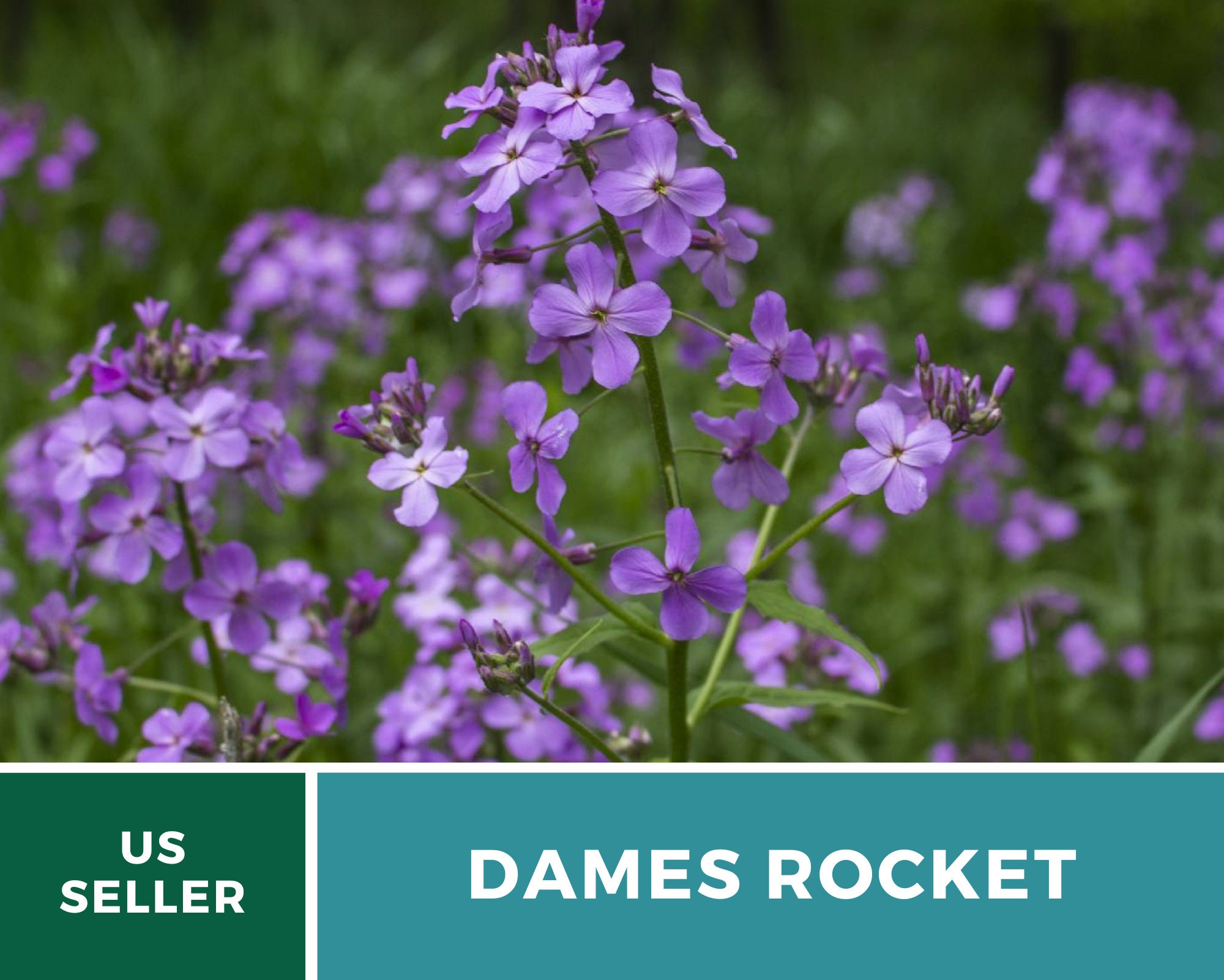 Dames Rocket Seeds – Heirloom Flower, Edible & Fragrant, Colorful ...