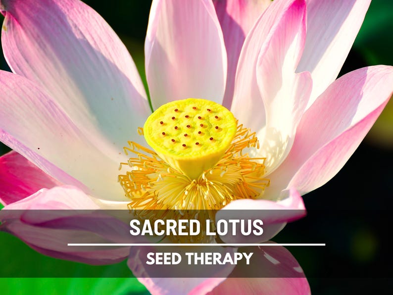 Sacred Lotus Seeds – Heirloom Flower, Pink Blooms, Bonsai or Pond ...
