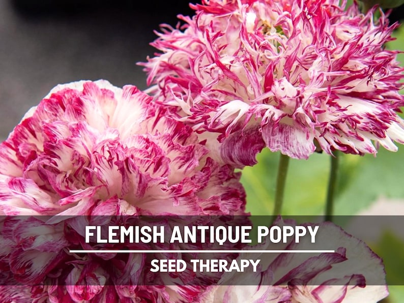 Flemish Antique Peony Poppy Seeds – Heirloom, Rare Red Rose Streaked ...