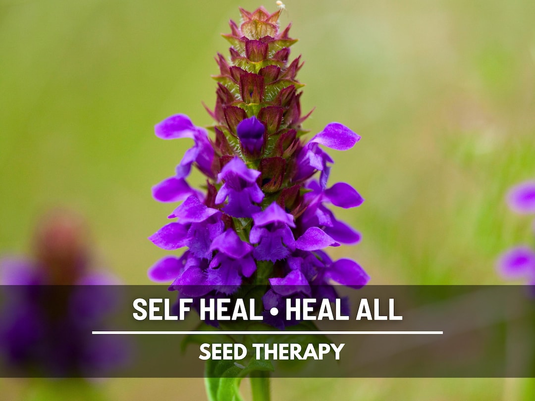 Self Heal Seeds (heal All, All Heal) – Heirloom Medicinal Herb, Purple ...
