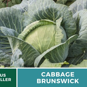 Brunswick Cabbage Seeds – Heirloom, Non‑gmo, Open‑pollinated Vegetable ...