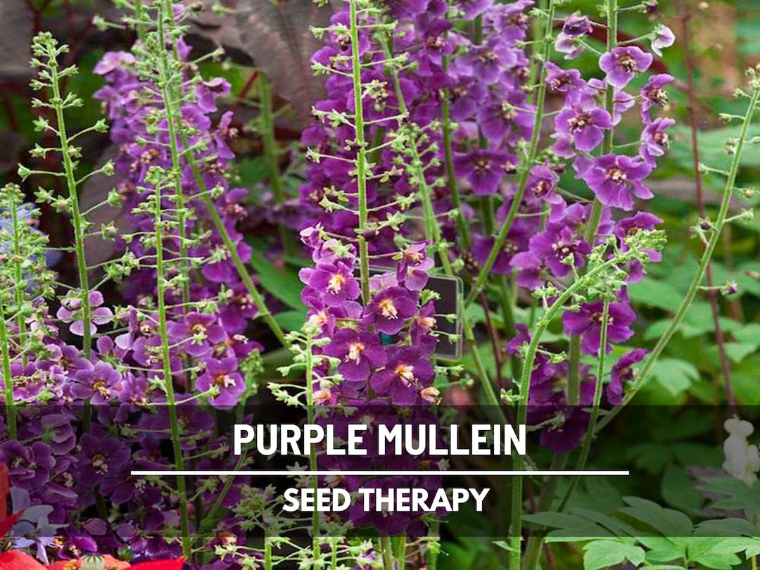Purple Mullein Seeds – Violetta, Heirloom Herb, Verbascum Phoeniceum ...