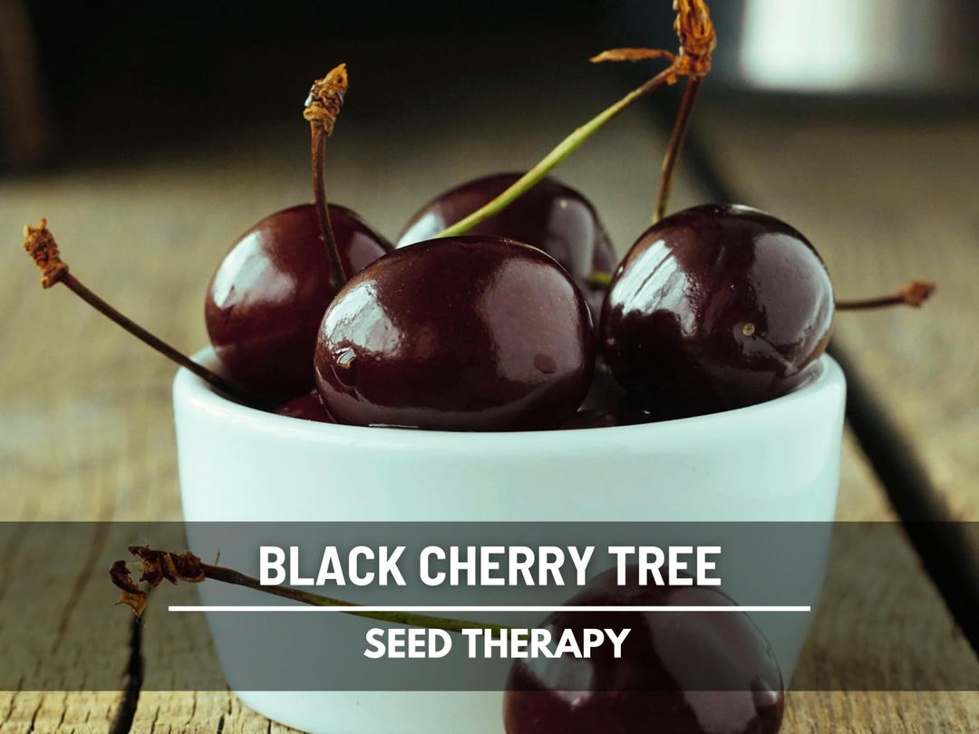 Black Cherry Tree Seeds – Heirloom, Non-gmo, Wild Native Edible Fruit ...