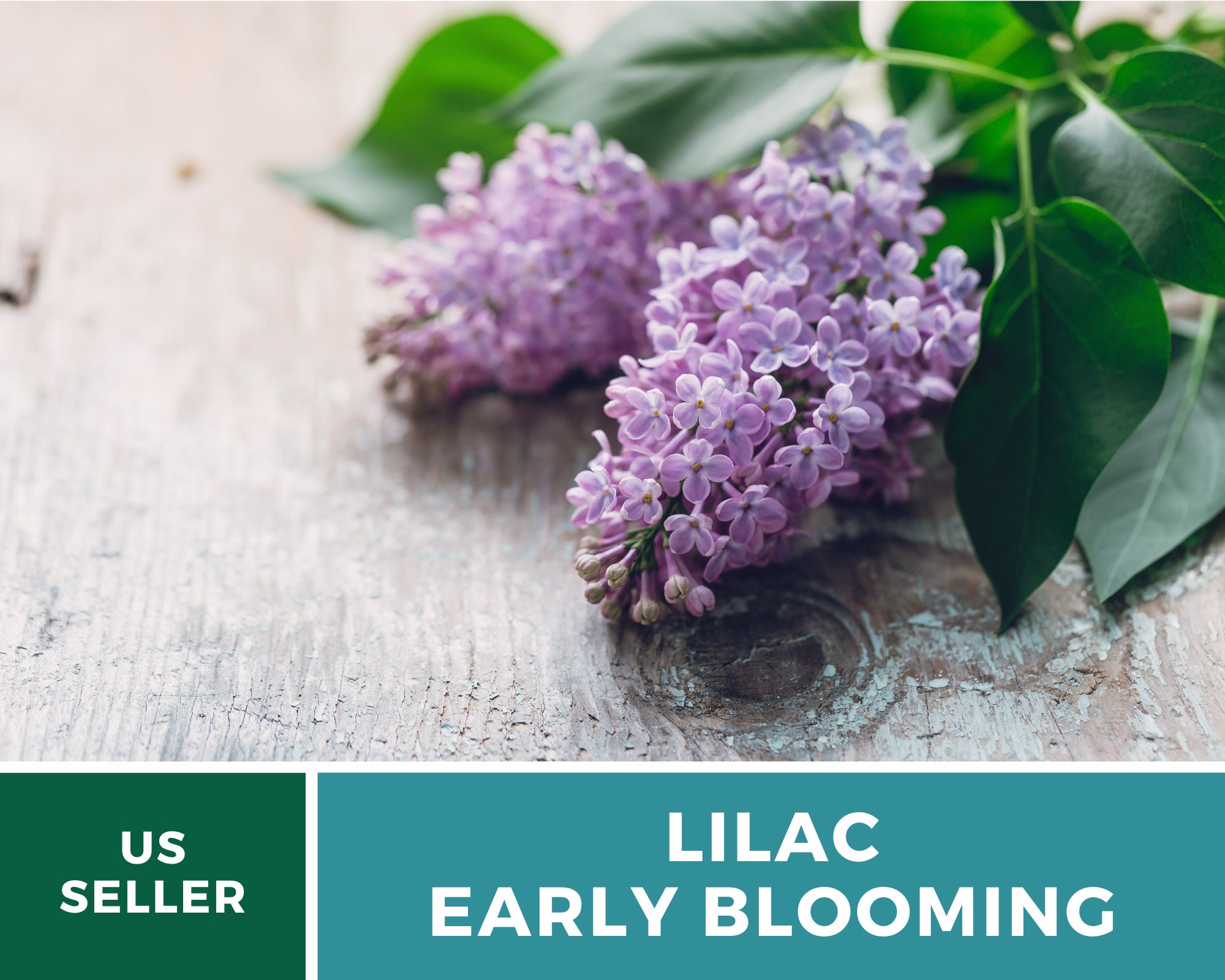 Early Blooming Lilac Seeds – Heirloom Shrub, Fragrant and Beautiful ...