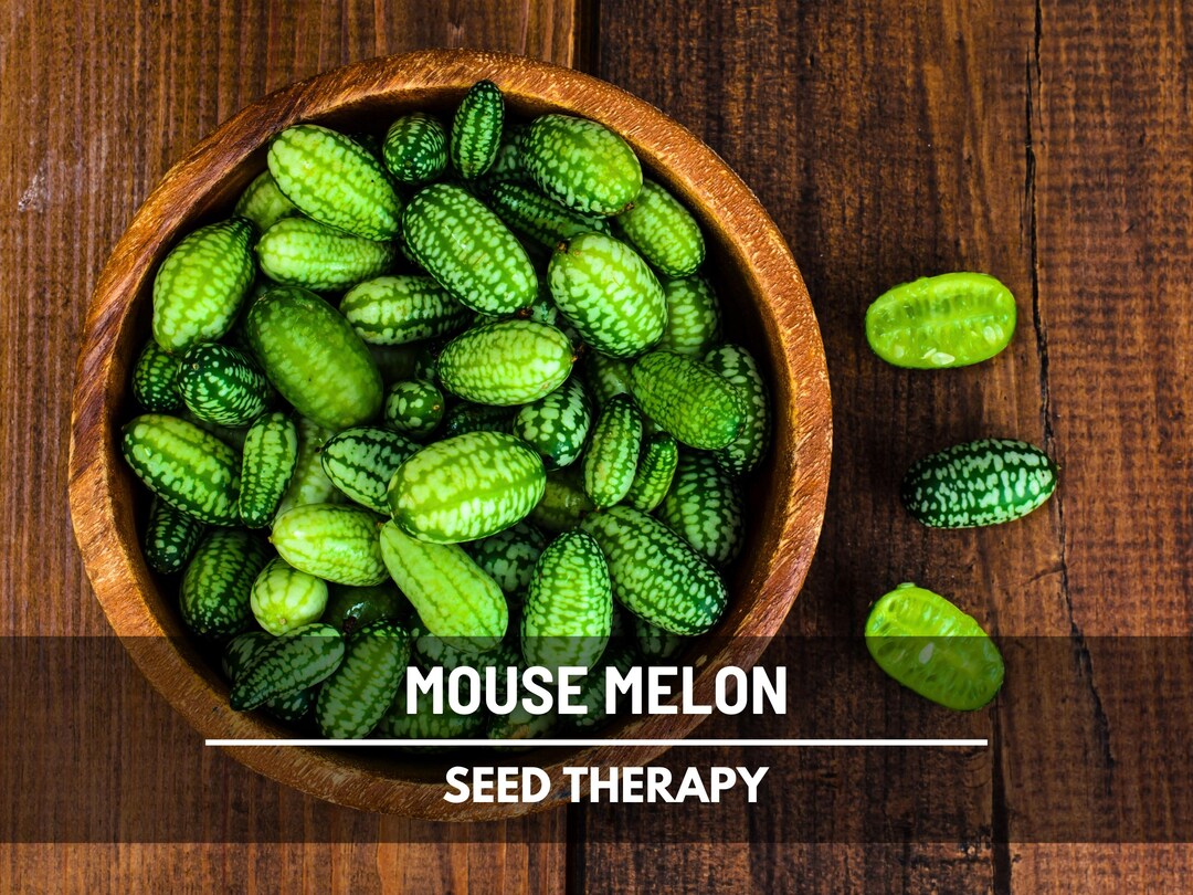Cucamelon Seeds – Mouse Melon, Mexican Sour Gherkin, Heirloom Vining ...