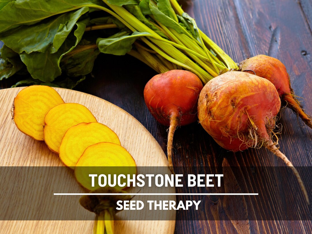 Touchstone Gold Beet Seeds (25), Sweet Golden Beet That Won't Bleed ...