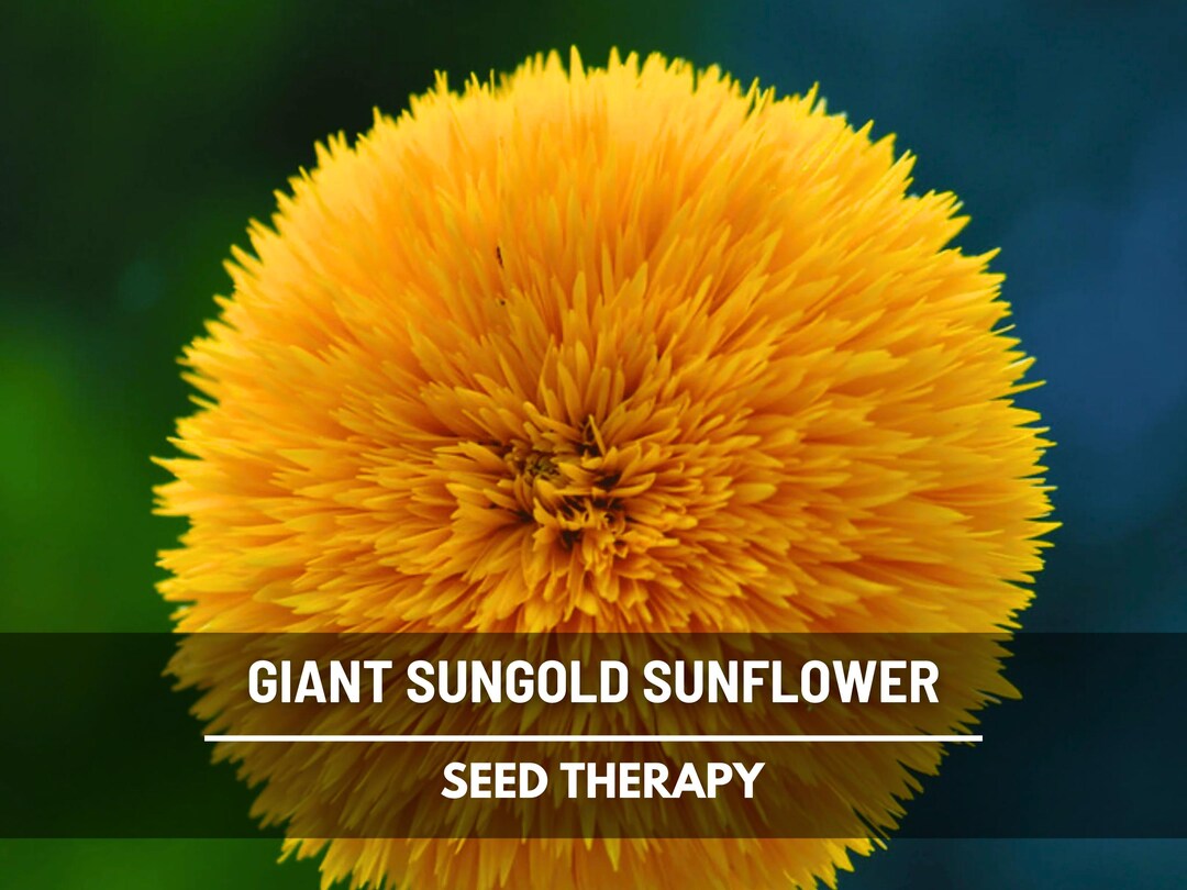 Sunflower, Giant Sungold - 25 Seeds - Heirloom Flower, Medicinal ...