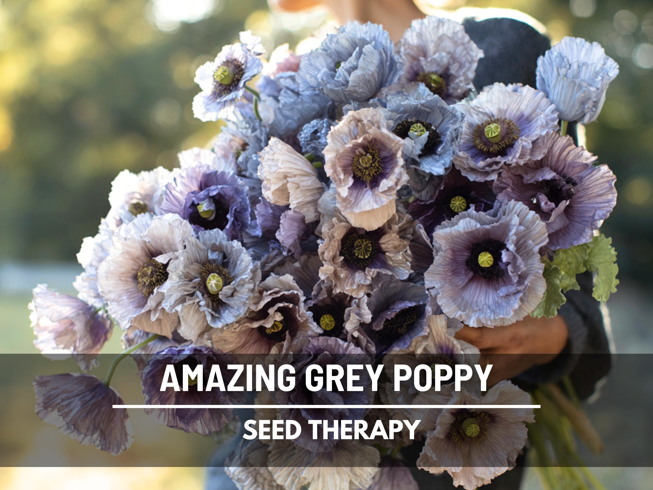 Amazing Grey Poppy Seeds - Heirloom Shirley Poppy, Rare Silver-grey ...