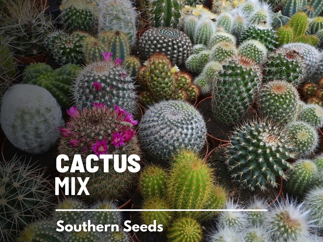 Cactus Mix - 30 Seeds - Heirloom Cacti Succulents - Drought-tolerant ...