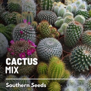 Cactus Mix - 30 Seeds - Heirloom Cacti Succulents - Drought-tolerant ...