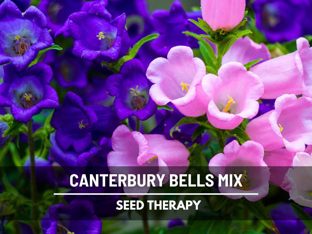 Canterbury Bells Mix Seeds – Heirloom Flower With Tall Spikes of Bell ...