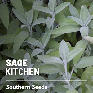 Sage, Kitchen - 50 Seeds - Heirloom Herb, Medicinal & Culinary ...
