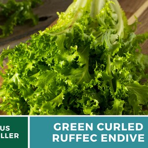 Endive, Green Curled Ruffec - 200 Seeds - Heirloom - Open Pollinated ...