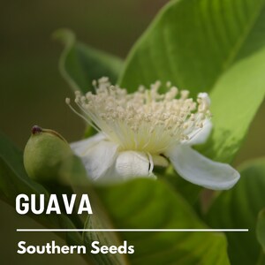 Guava Seeds – Heirloom, Exotic & Sweet Fruit Tree, Evergreen Shrub ...