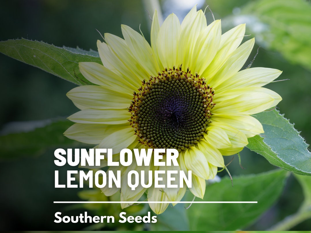 Sunflower, Lemon Queen - 25 Seeds - Heirloom Flower, Lemon Colored ...