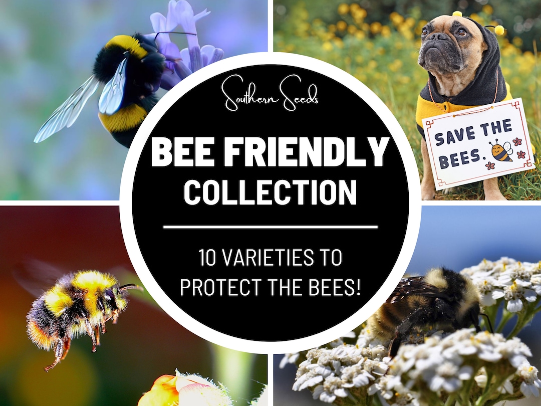 Bee Friendly Collection - 10 Seed Varieties: Enhance and Strengthen the ...